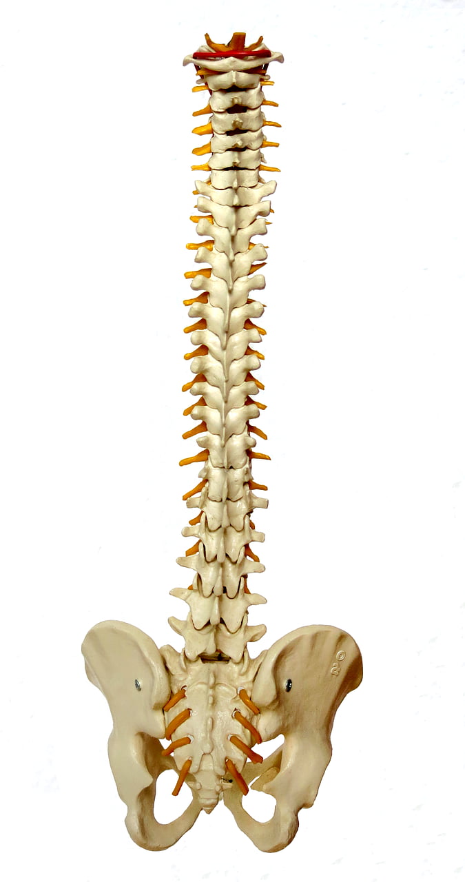 Find Relief With A Trusted Scarborough Chiropractor